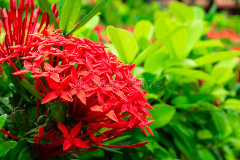 Beautiful Red Spike Flower. King Ixora Blooming Stock Image - Image of ...
