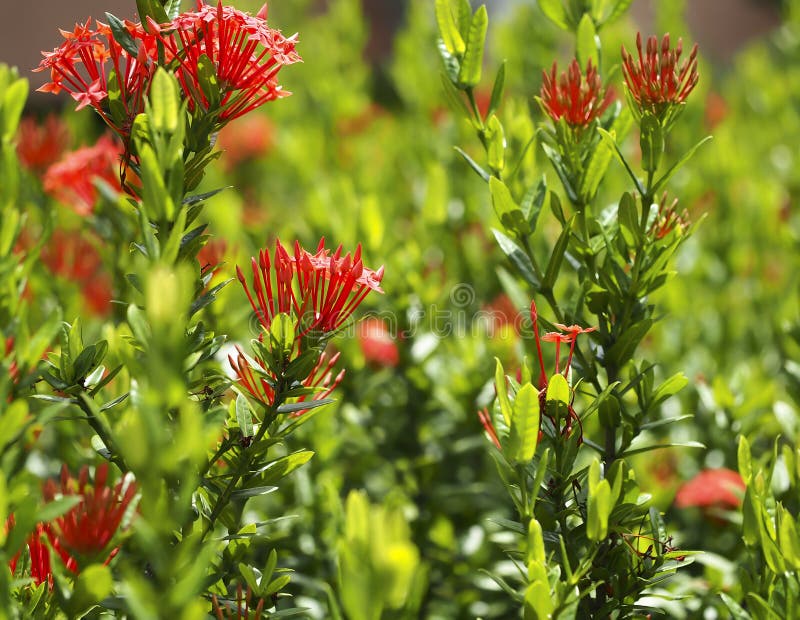 Beautiful Red Spike Flowers in the Garden, Select Focus Stock Photo ...
