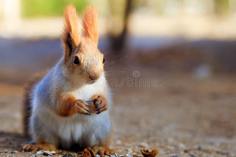 Beautiful red squirrel stock photo. Image of furry, nature - 27353144
