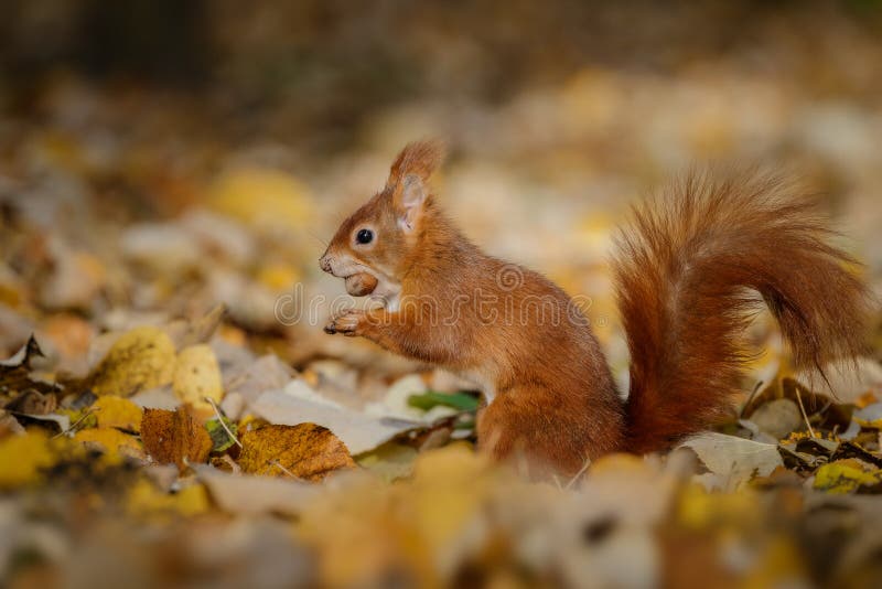Autumn red squirrel stock image. Image of fall, curious - 47012653