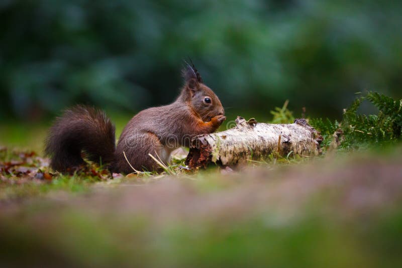 Red squirrel in a forest stock image. Image of natural - 108110417