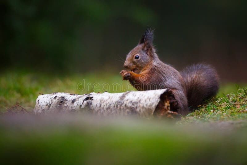 Red squirrel in a forest stock photo. Image of pretty - 108110352
