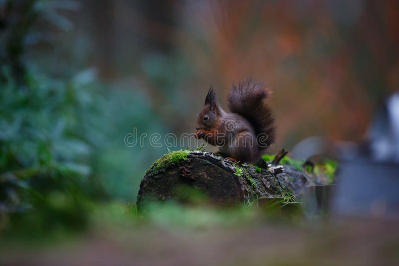Red squirrel in a forest stock image. Image of wild - 108110545