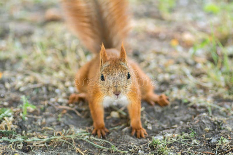 Beautiful Red Squirrel in the Park. Close Up Shot. Focus on the Face ...