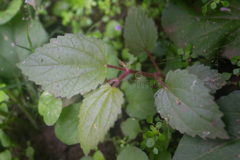 Beautiful Red Stem of a Tiny Tree Stock Image - Image of stem, tiny ...