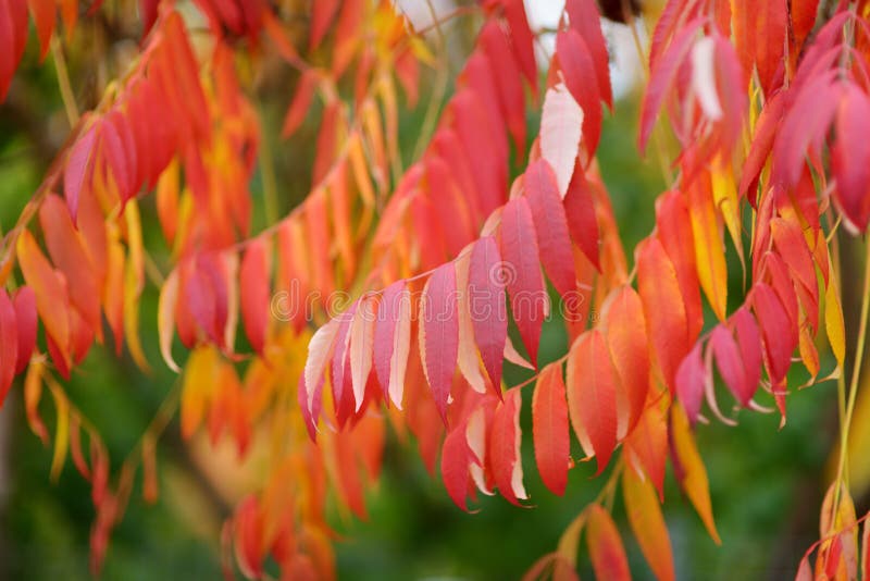 Beautiful Red Sumac Leaves on a Tree Branch on Autumn Day Stock Image ...