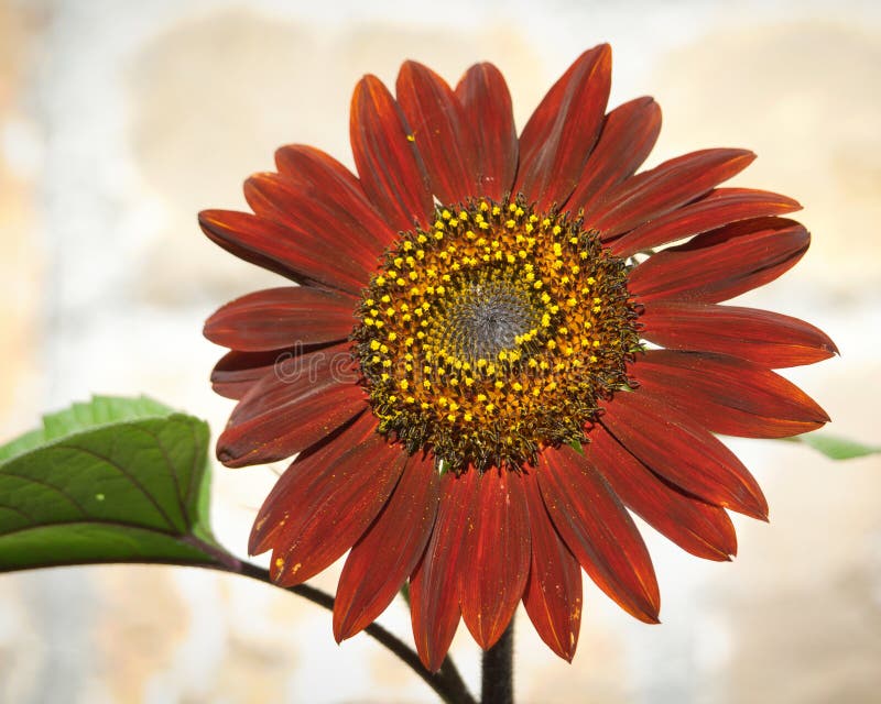 Red Sunflower stock image. Image of coloursfoowers, beautiful - 285425561