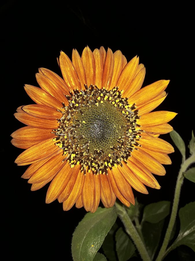 Beautiful Red Sunflower stock photo. Image of purposes - 152510156