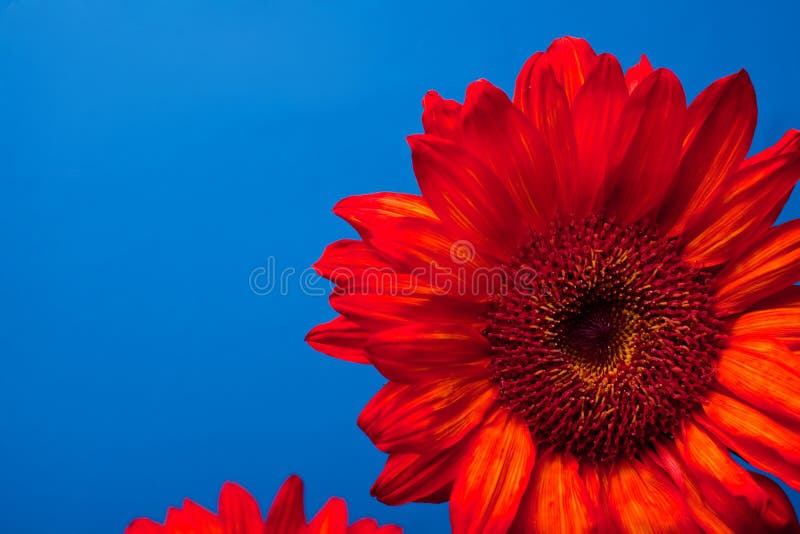 Beautiful red sunflowers stock image. Image of horticulture - 11832865