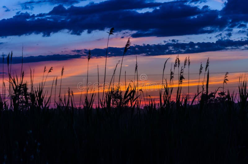 Sunset through the Reeds Vertical Stock Photo - Image of ground, sunset ...