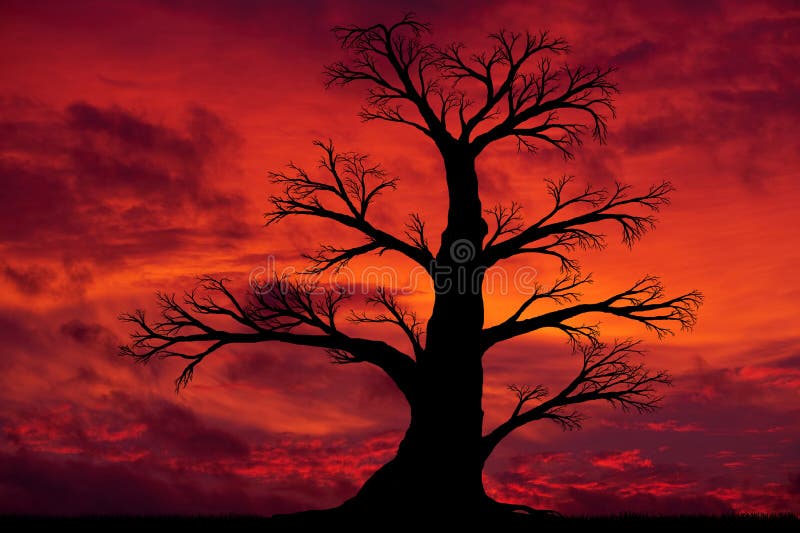 Red Sunset and Silhouette of an Old Big Tree with Stock Image - Image ...