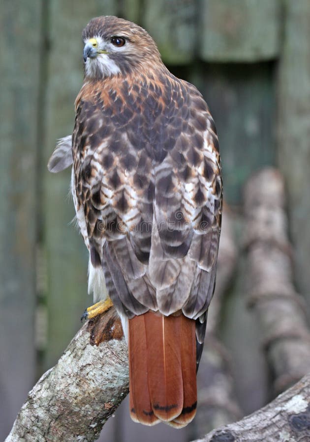 180+ Hawk profile Free Stock Photos - StockFreeImages