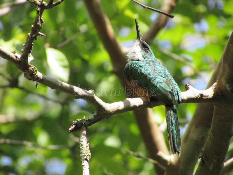 A Beautiful Red-tailed Booby Galbula Ruficauda Stock Photo - Image of ...