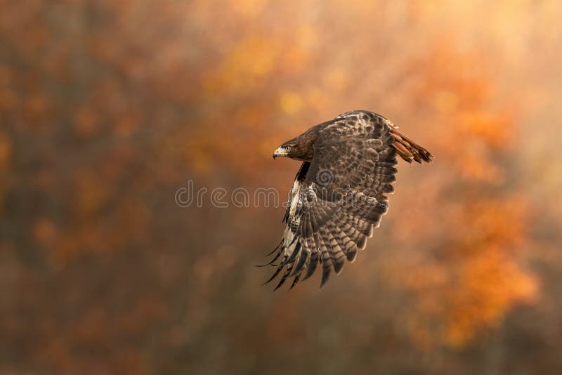 Beautiful Red Tailed Hawk in Autumn Stock Photo - Image of flight, park ...