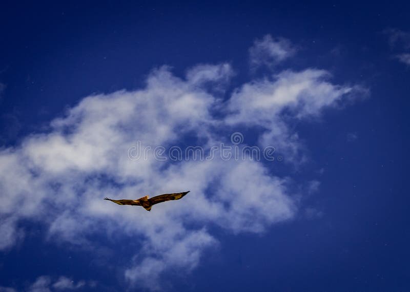 Hawk flight stock image. Image of beak, hawk, raptor, clouds - 751281