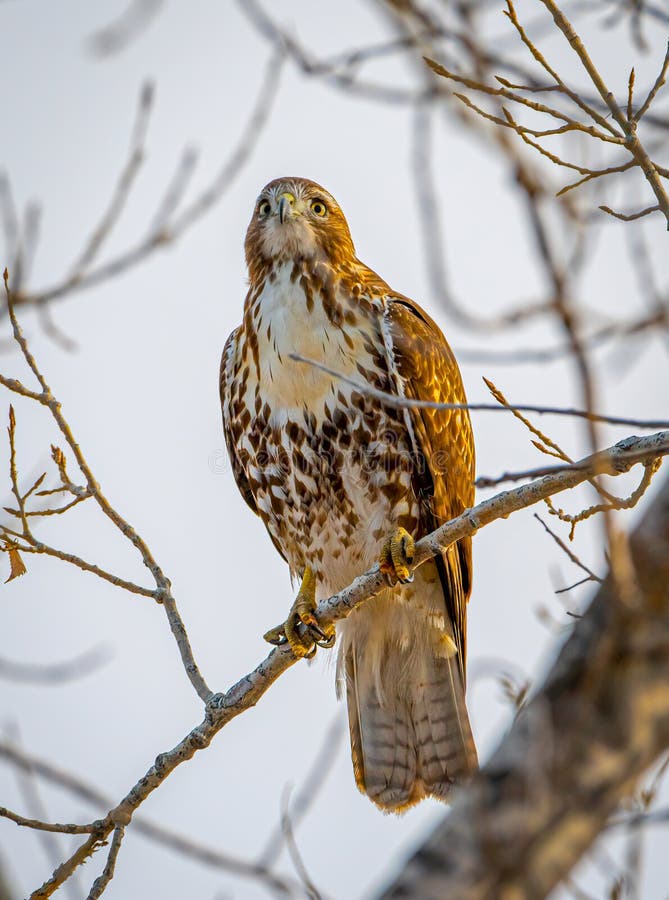 Beautiful Red-tailed Hawk Perched in a Tree Stock Photo - Image of ...