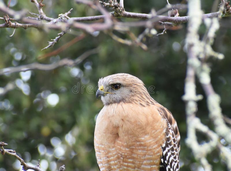 Beautiful Red Tailed Hawk Portrait High Quality Stock Image - Image of ...