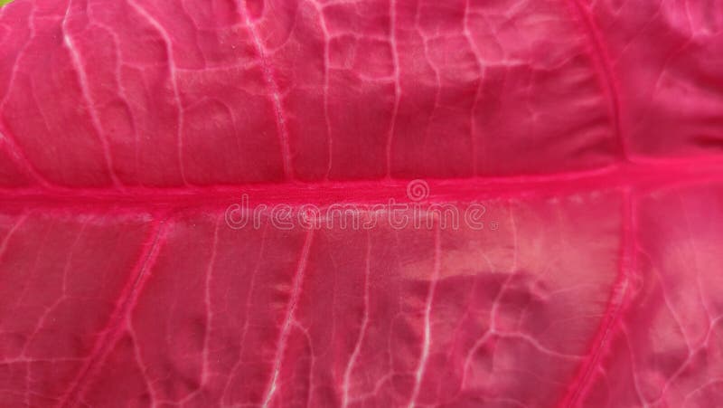 Beautiful Red Taro Leaf Texture Stock Photo - Image of nature ...