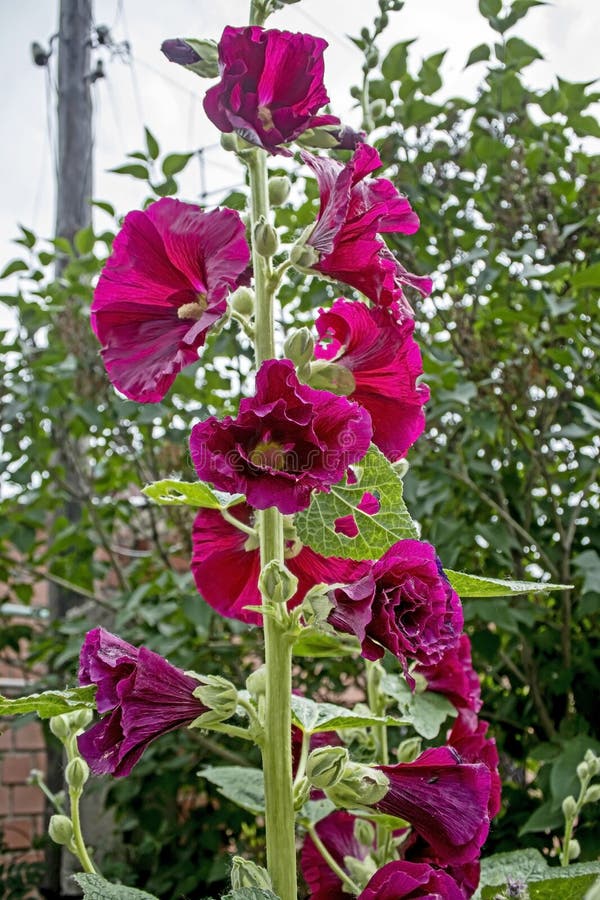 Beautiful Red Tea Rose on a Bush in the Garden Stock Image - Image of ...
