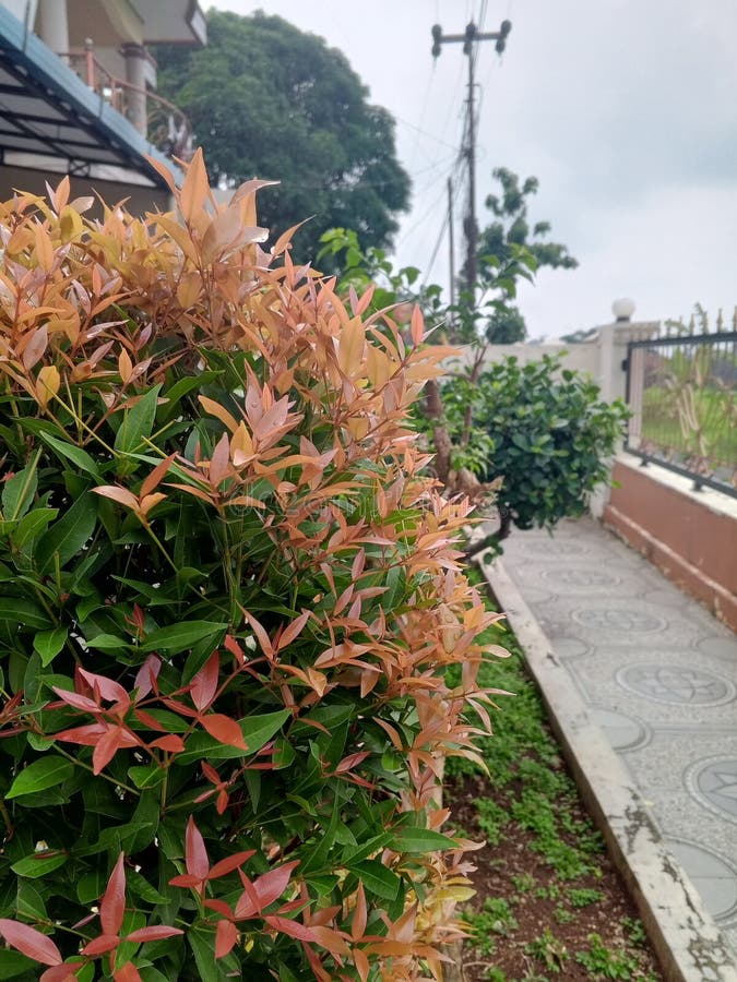 Beautiful Red Tip Flowers Yard Stock Photos - Free & Royalty-Free Stock ...