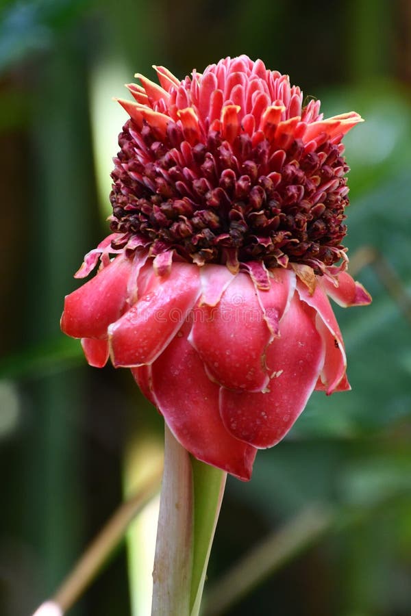 Red Torch Ginger Flower stock photo. Image of beauty - 241736556