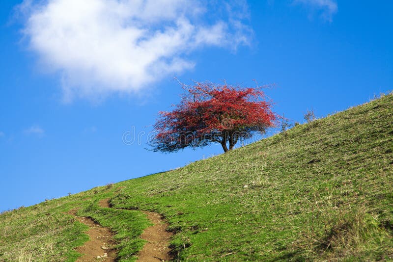 Beautiful red tree stock image. Image of bark, blue, countryside - 32966553