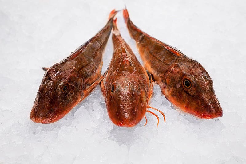 Beautiful Red Trigly Fish on Ice Stock Image - Image of healthy, scale ...