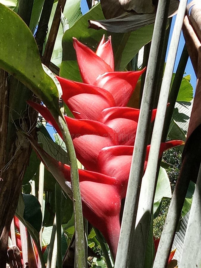A Beautiful Red Tropical Flower Stock Photo - Image of produce, nature ...