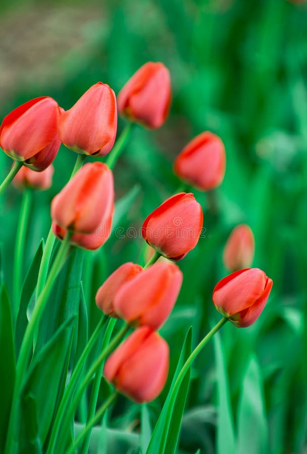Beautiful Red Tulip Background Stock Image - Image of park, background ...