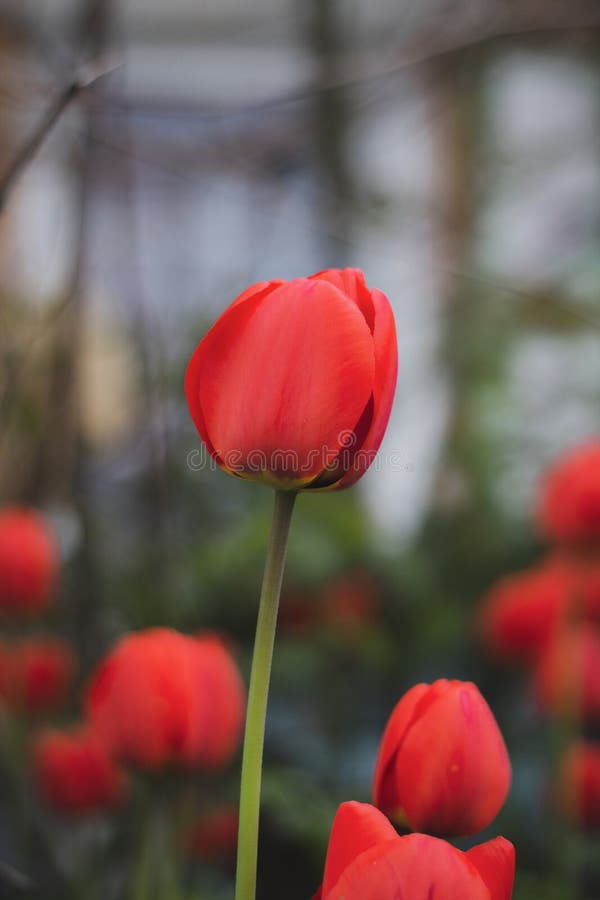 A Beautiful Red Tulip in the Background of a Rustic Garden Stock Image ...