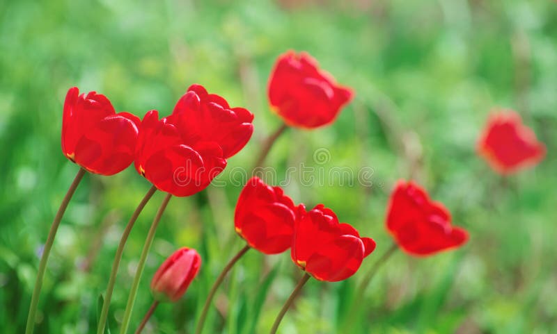 Beautiful Red Tulip Background Stock Image - Image of background ...