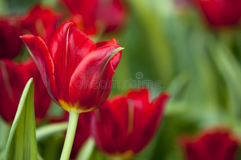 Red tulip stock photo. Image of bright, floral, green - 18181194
