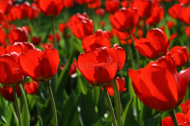 Beautiful red tulips stock image. Image of flower, bloom - 13478449