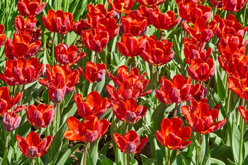 Beautiful Red Tulips Blossoming in the Garden in Spring. Bright Spring ...