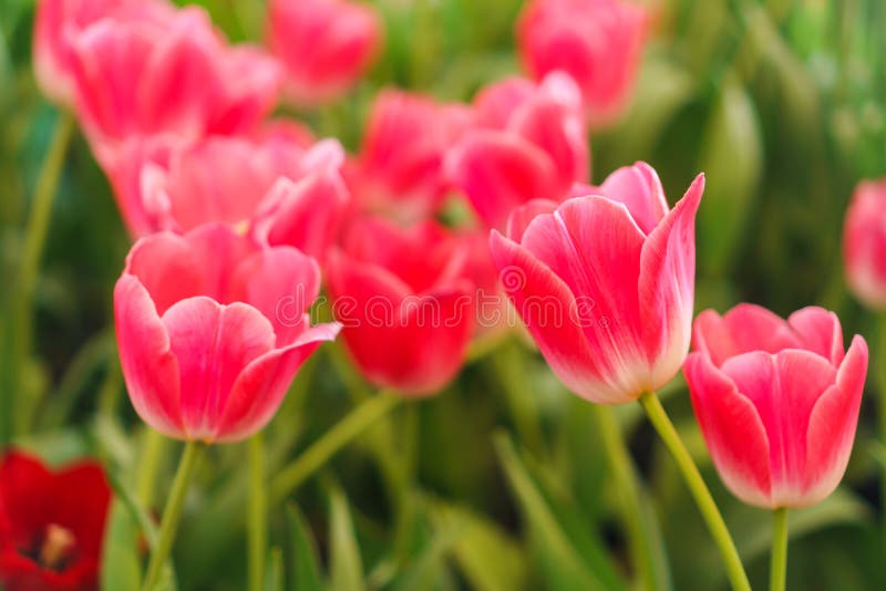 Beautiful Red Tulips Flower Stock Image - Image of bloom, flora: 195280965