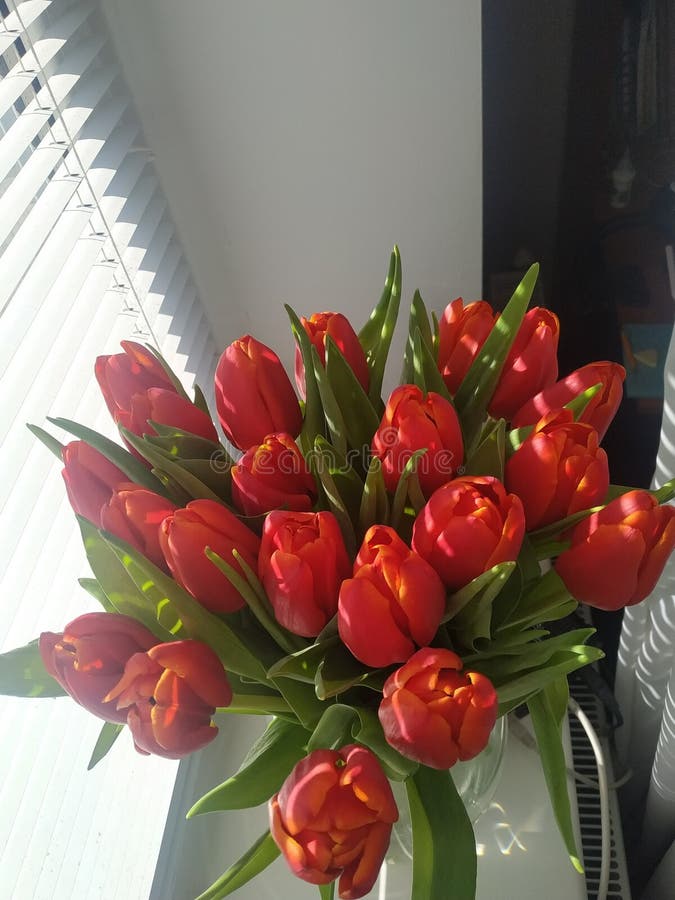 Beautiful Red Tulips Near the Window. Stock Photo - Image of flowers ...