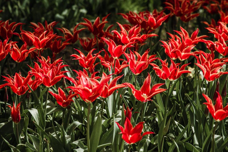 Beautiful Red Tulips in Spring Time Stock Image - Image of flora ...