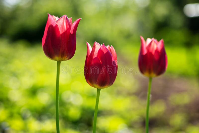 Beautiful Red Tulips. Three Red Tulips on Blurred Green Grass ...
