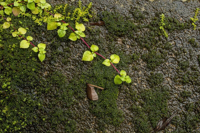 Beautiful Red Vine with Green Leaves on a Mossy Surface Stock Image ...