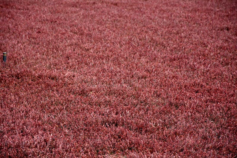 Beautiful Red Vines Thriving in a Bog Stock Photo - Image of texture ...