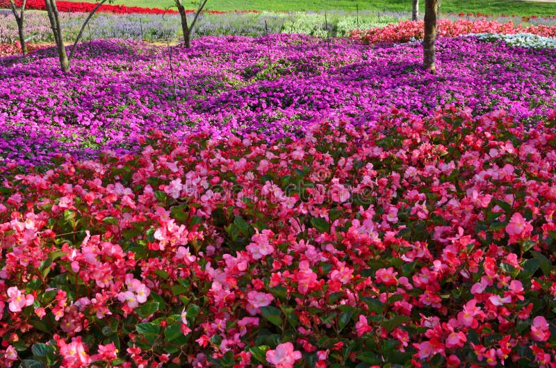 Beautiful Red and Violet Flowers in the Garden Stock Photo - Image of ...