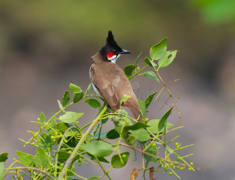 Beautiful Red Whiskered Bulbul Bird Sitting on the Tree Branch Stock ...