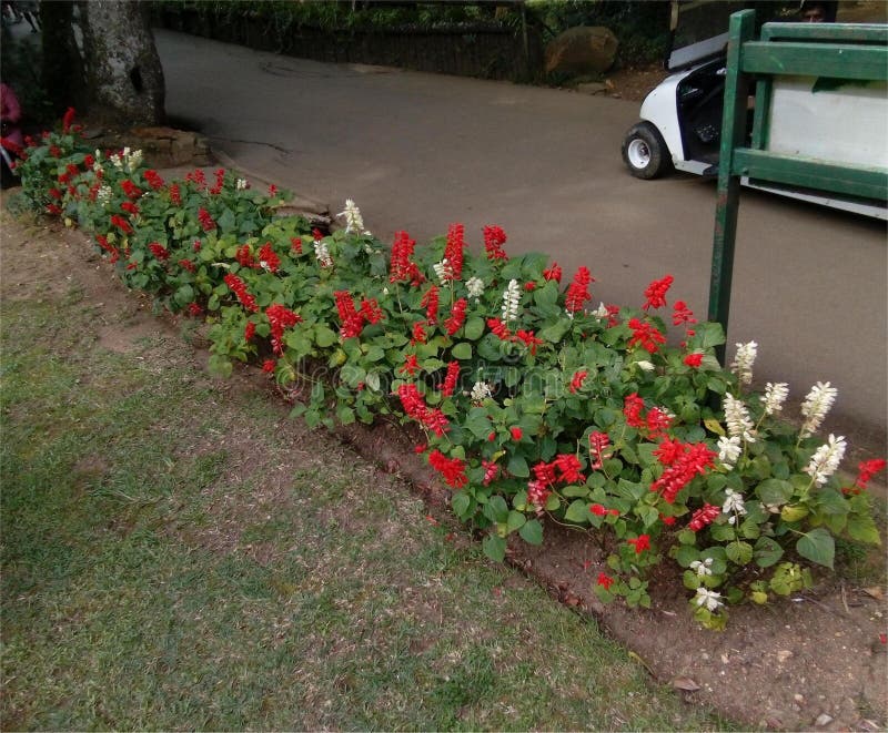 Beautiful Red and White Flower Beds Stock Photo - Image of backyard ...