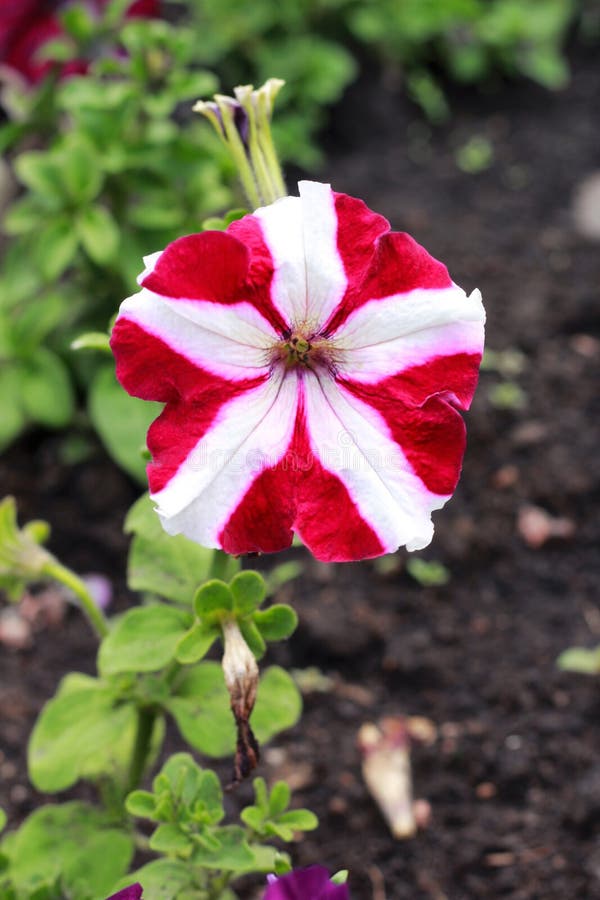 Red White Petunia Hybrida in Garden Stock Photo - Image of ornamental ...