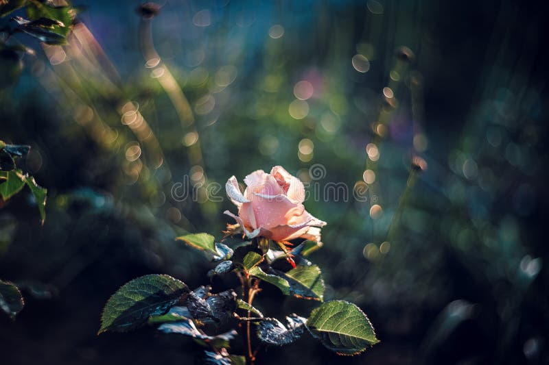 Beautiful Red and White Rose Bush in the Spray of Rain and the Rays of ...