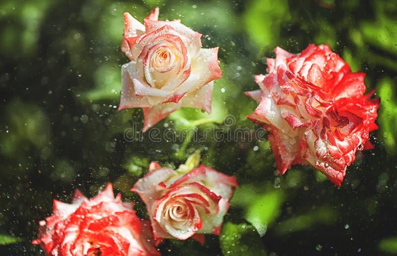 Beautiful Red and White Rose Bush in a Spray of Rain and the Rays of ...