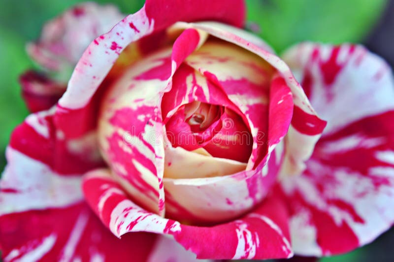 Beautiful Red and White Rose Flower Stock Photo - Image of rose ...