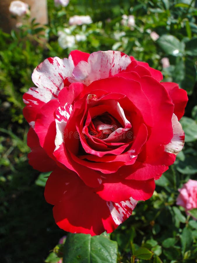 Beautiful Red and White Rose Stock Photo - Image of perfection, concept ...