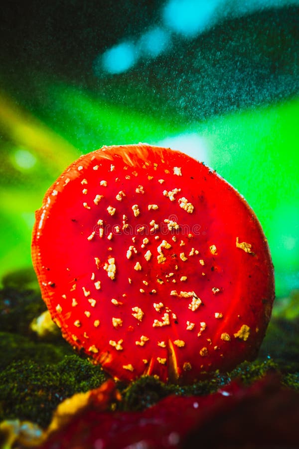 Beautiful Red with White Spots Mushroom on Moss Stock Photo - Image of ...