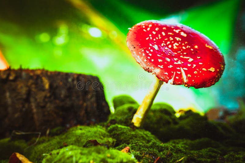 Beautiful Red with White Spots Mushroom on Moss Stock Photo - Image of ...